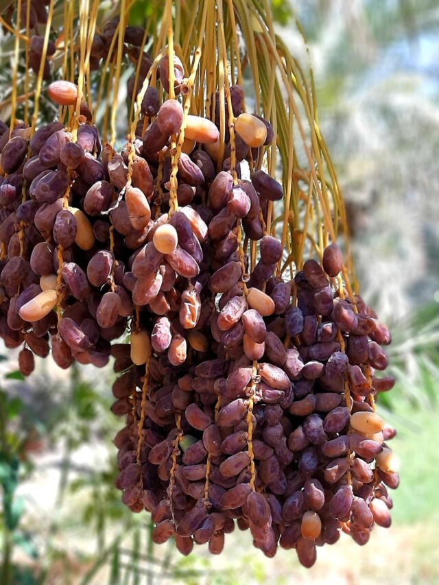Reasons To Include Dates In Your Diet - Nutrabay Magazine