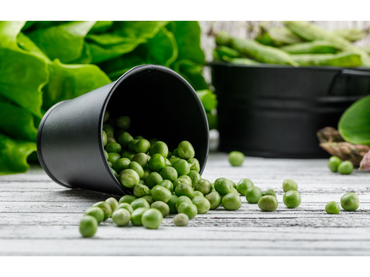 The 7 Best Low-Carb, Keto-Friendly Protein Powders - Nutrabay Magazine