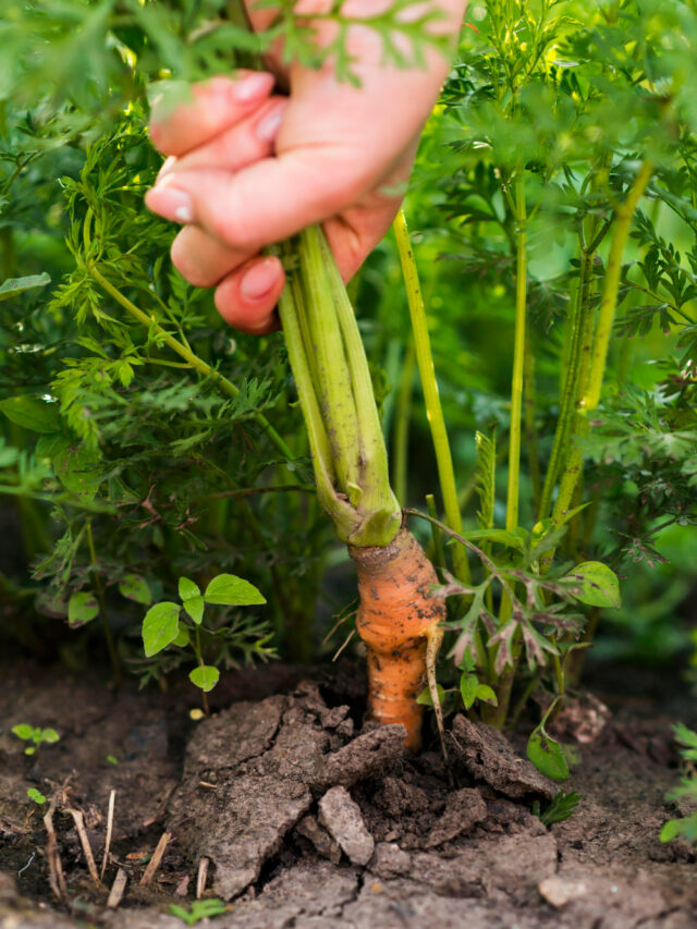 10 Healthy Root Vegetables - Nutrabay Magazine